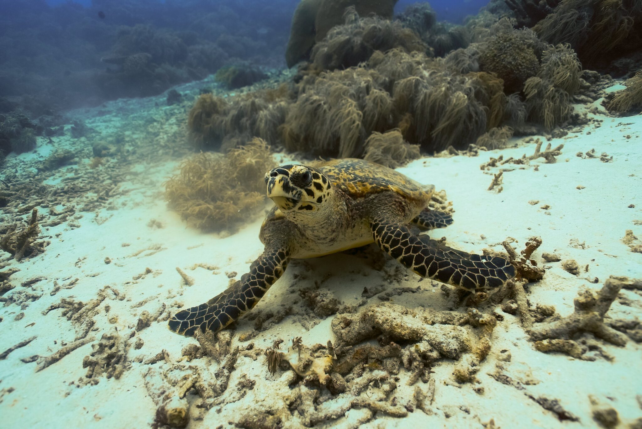 Discover Why the Philippines Is a Premier Dive Destination ‣ iEvents ETC